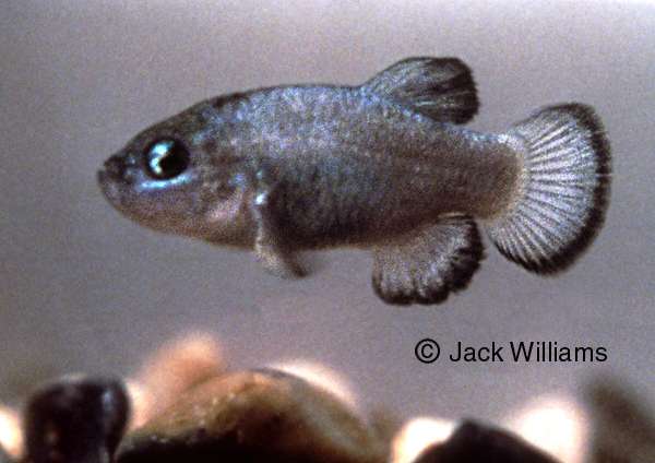 Cyprinodon diabolis images