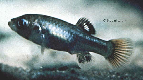 Cyprinodon diabolis images